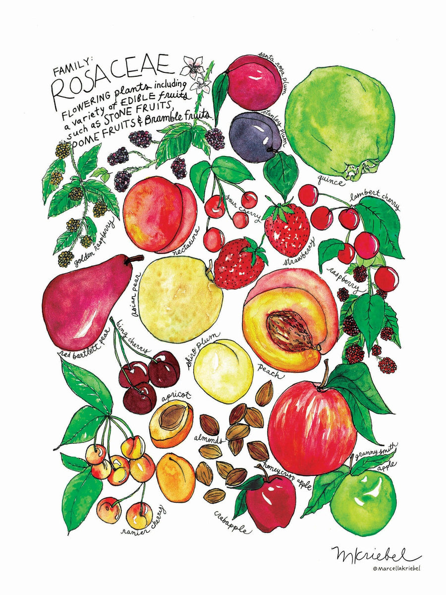 Rosaceae2021web_1200x1200.jpg?v=1674342921