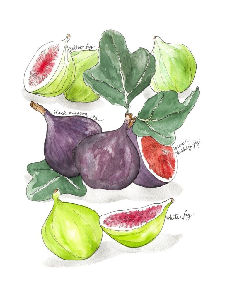figs-watercolor-art-print-marcella-kriebel-illustration_436_1200x1200 ...