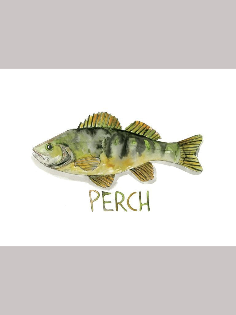 fish-perch-watercolor-art-print-marcella-kriebel-illustration_980 ...