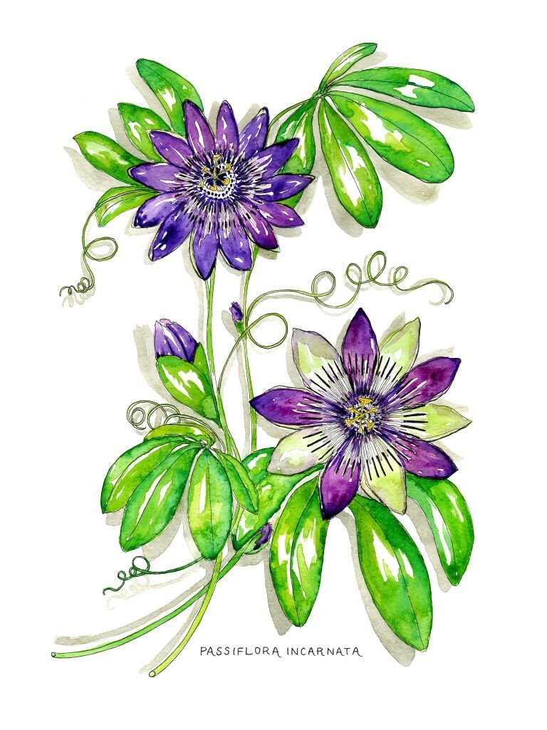 passion-flower-watercolor-art-print-marcella-kriebel-illustration_410 ...