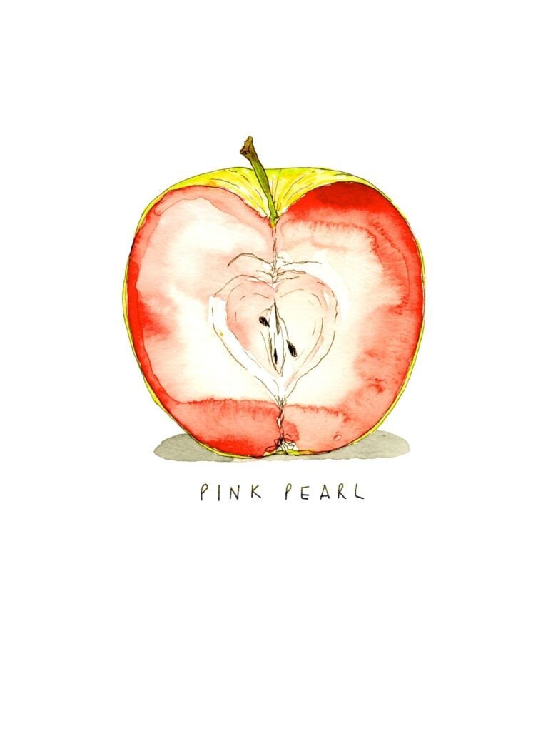 pink-pearl-apple-watercolor-art-print-marcella-kriebel-illustration_239 ...