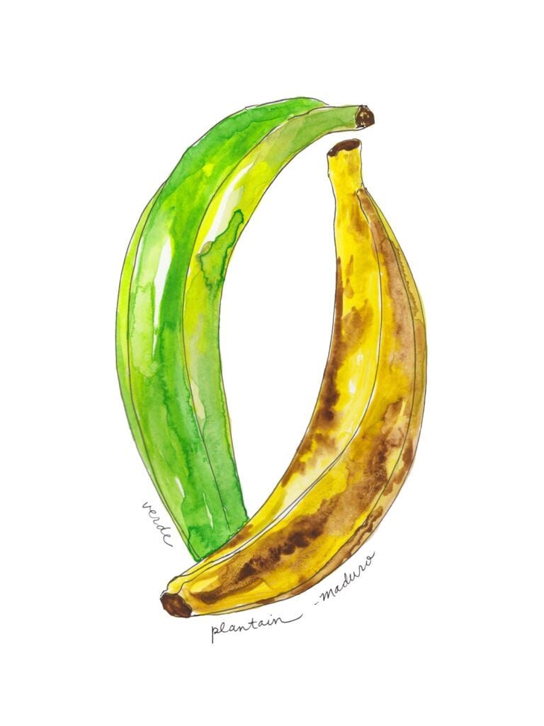 plantains-watercolor-art-print-marcella-kriebel-illustration_960 ...
