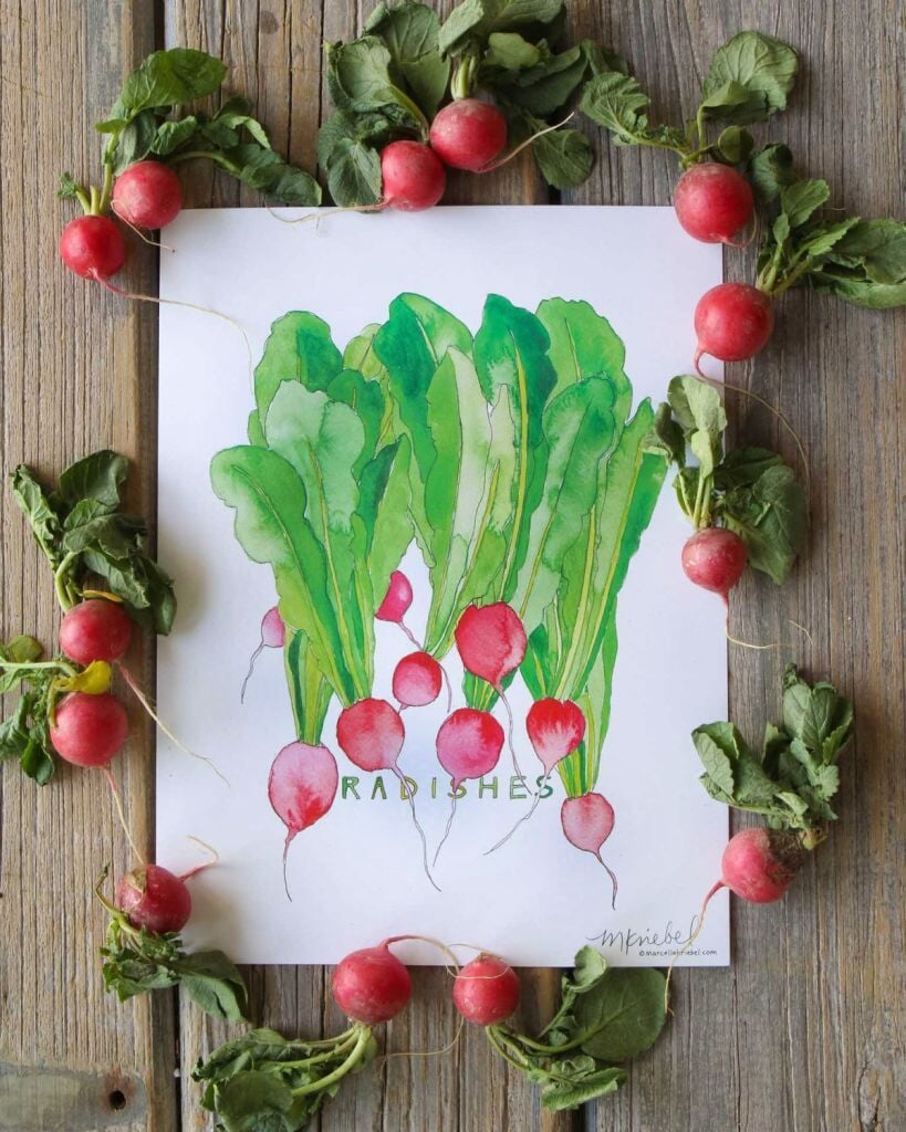 radishes-watercolor-art-print-marcella-kriebel-illustration_832 ...