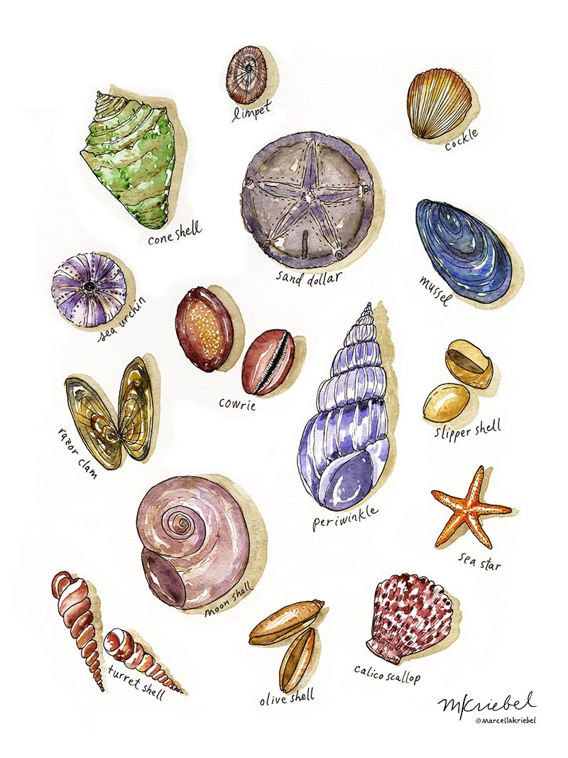 some_seashells_shells_web_1200x1200.jpg?v=1674336114