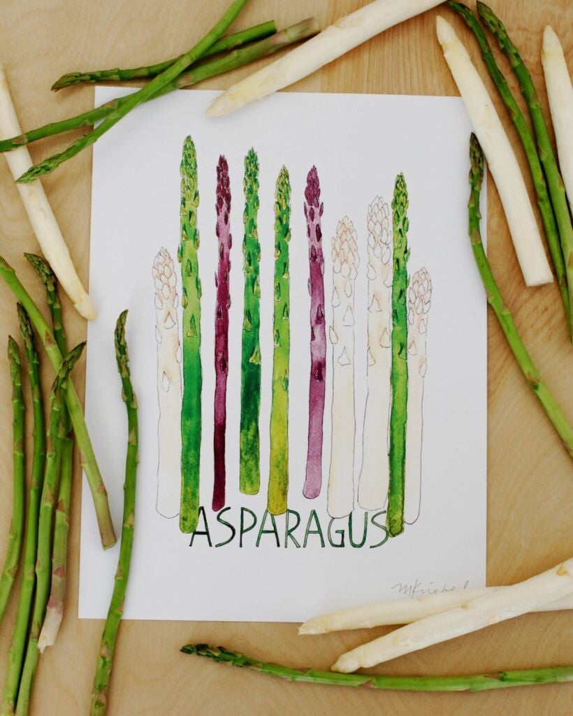 asparagus drawing