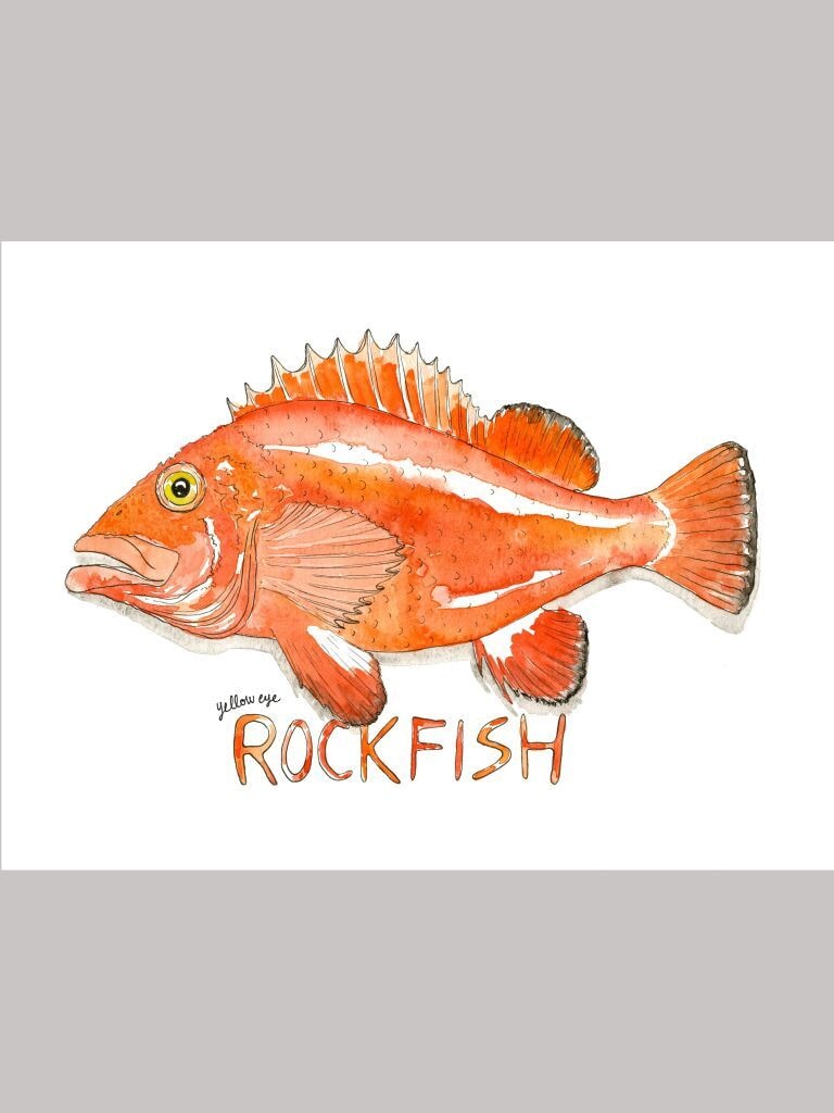 yellow-eye-rockfish-watercolor-art-print-marcella-kriebel-illustration ...